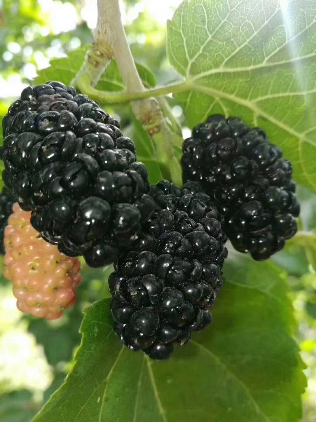 胡岚：又见桑葚熟_夜读_新民网